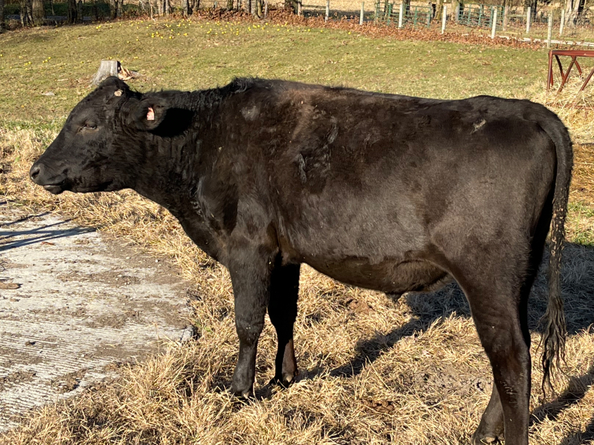 BORN: 04/09/2021 - Ready to breed now, great wagyu bull for the 2023 ...
